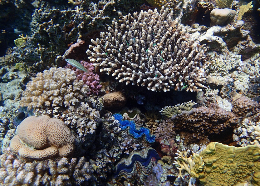 Ausflug Abu Dabbab Marsa Alam | Schildkrötenstrand | Yalla Vibes